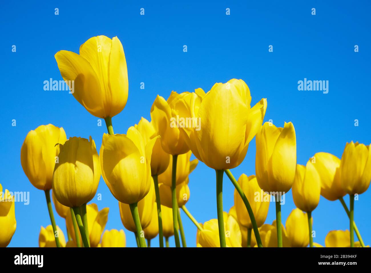 Yellow tulip flowers blooming in a tulip field against background of ...