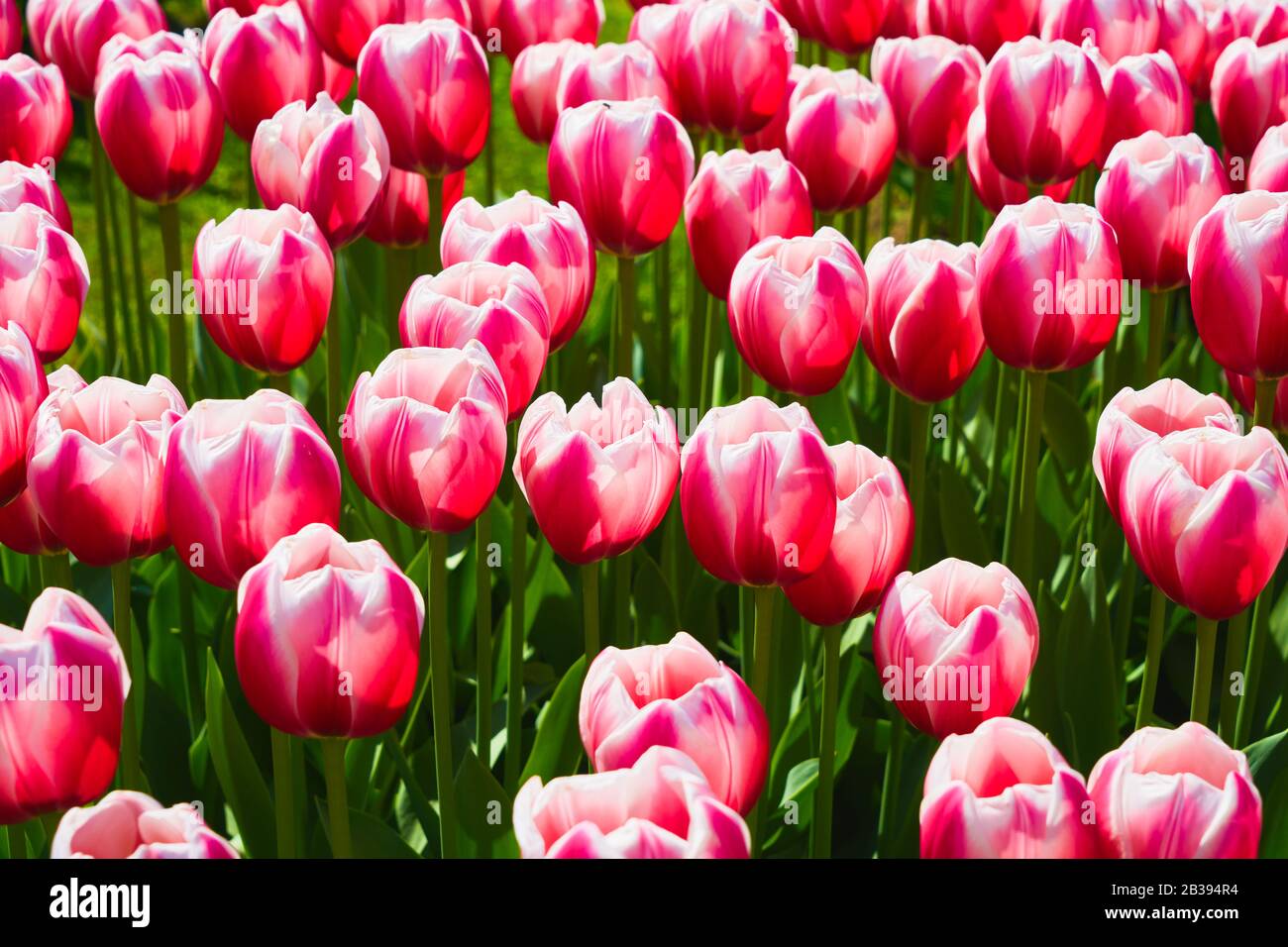 Pink tulip flowers blooming in a tulip field at sunset. Nature ...