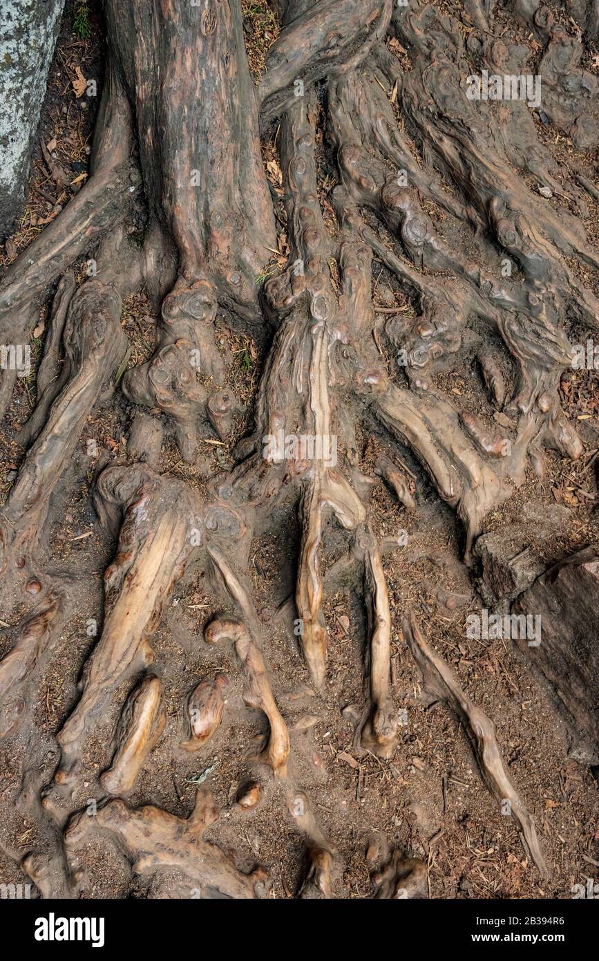Wood cortex texture on a tree Stock Photo - Alamy