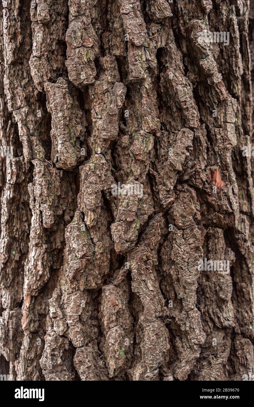 Wood cortex texture on a tree Stock Photo - Alamy