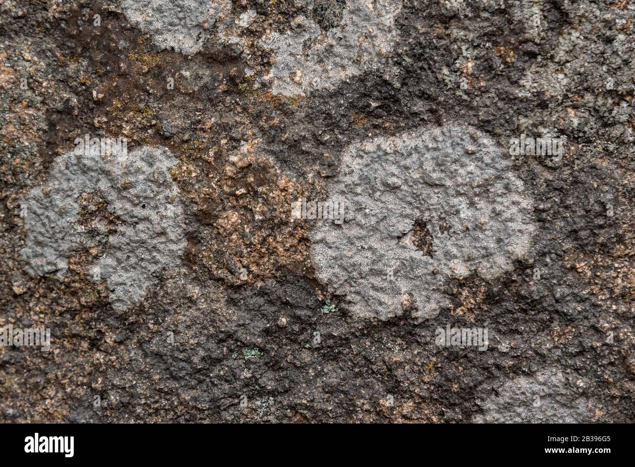 Green mold on a rock - texture Stock Photo - Alamy