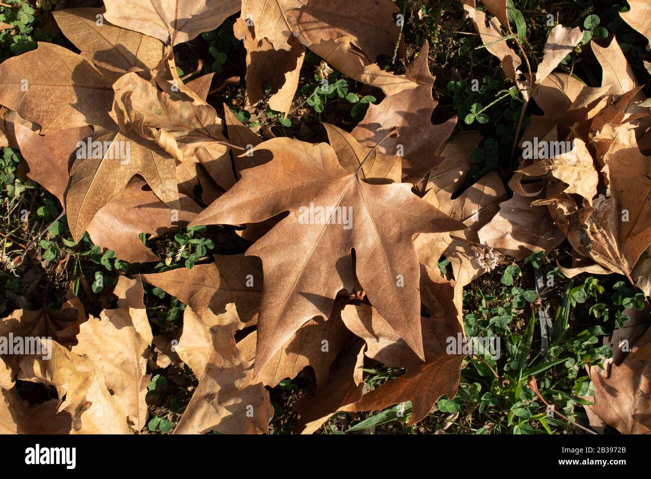 Sycamore tree leaves fallen on grass close up Stock Photo - Alamy