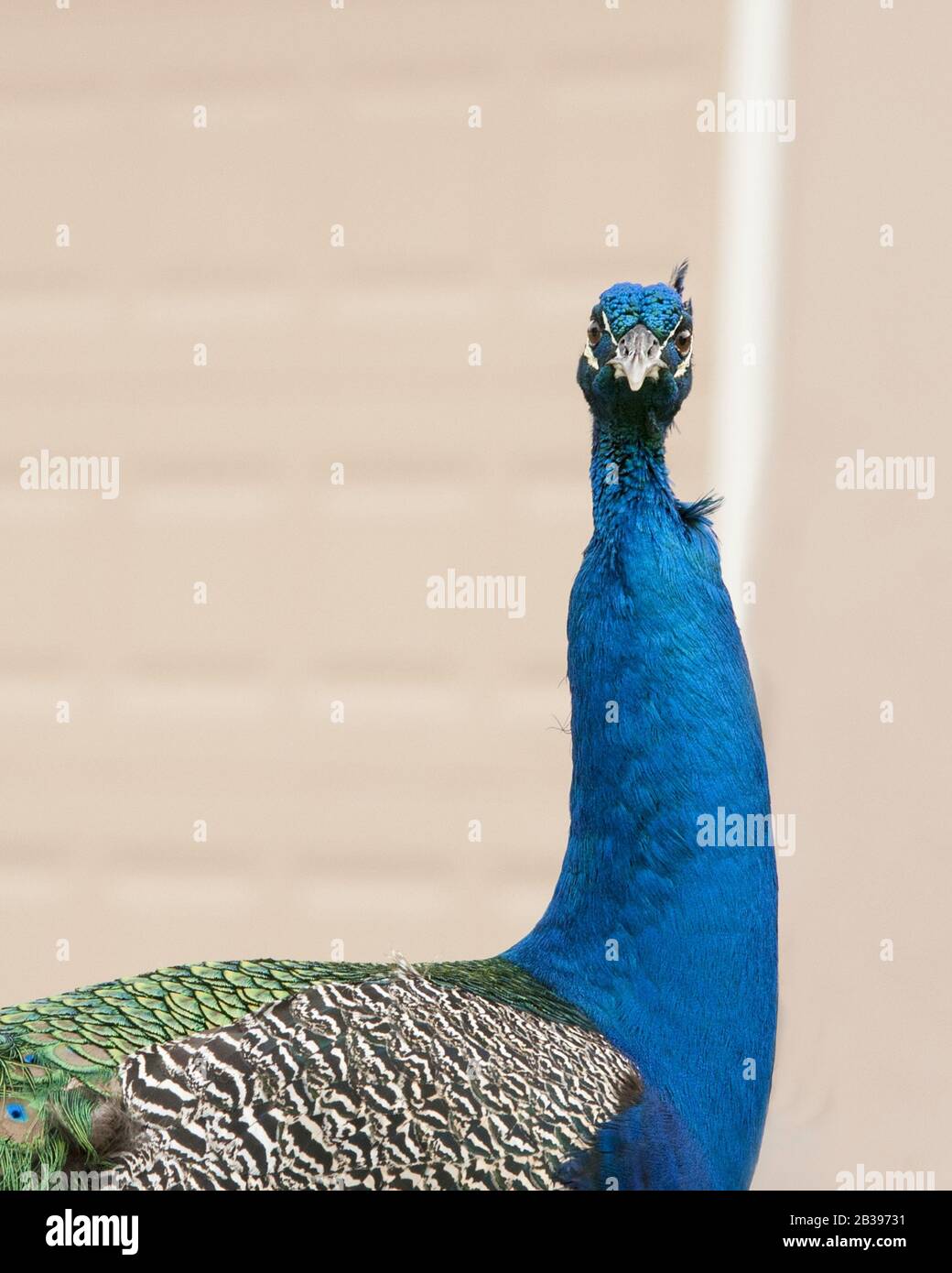 Beautiful peacock looking directly at camera. Side view Stock Photo - Alamy
