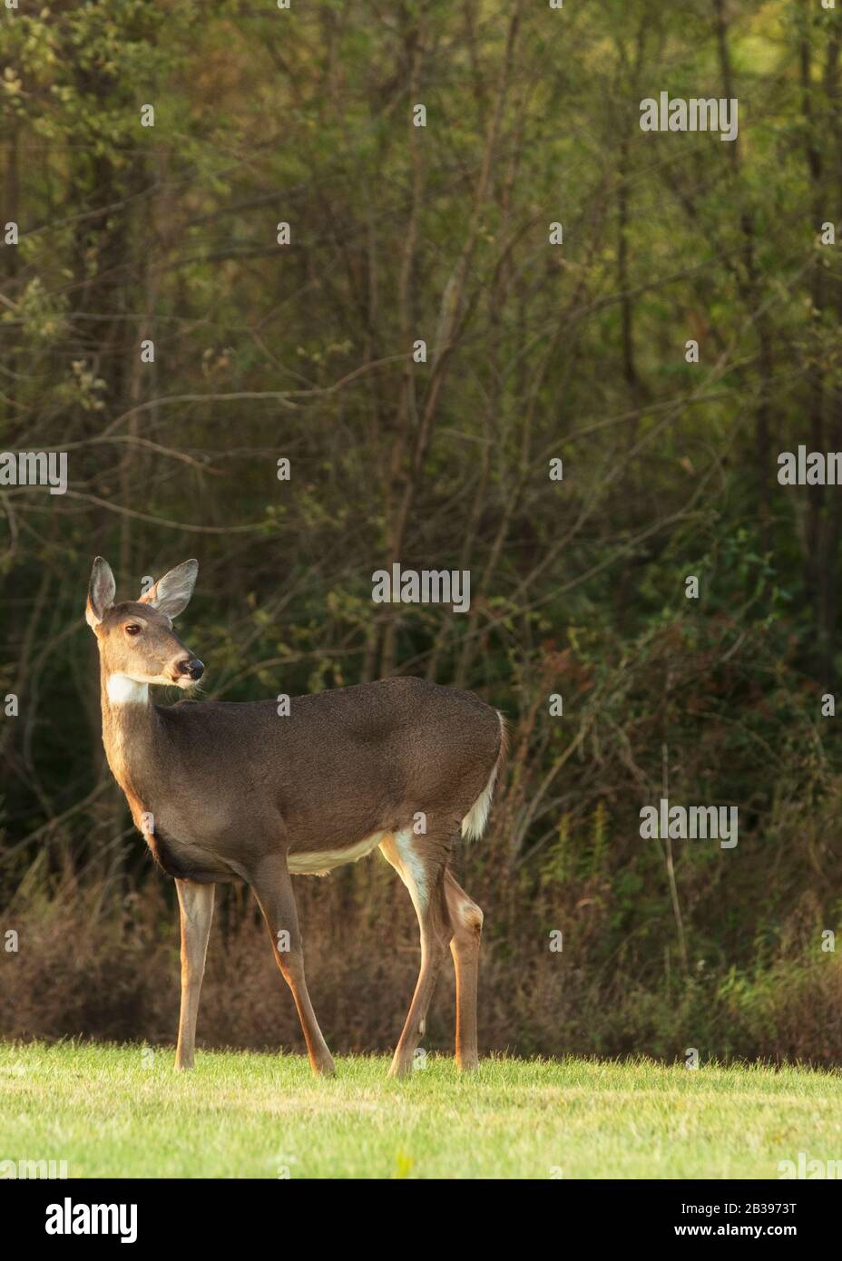 White tailed female deer standing woods odocoileus hi-res stock ...