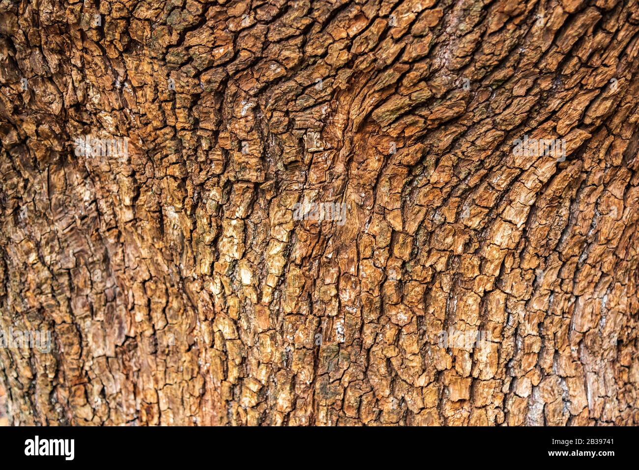 Wood cortex texture on a tree Stock Photo - Alamy