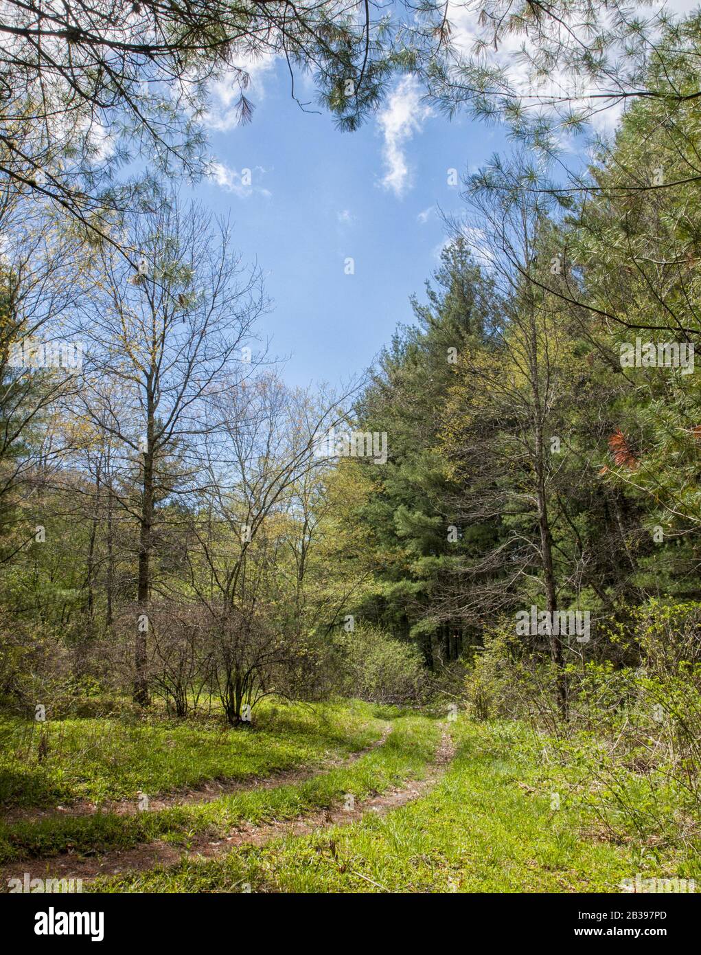 path back into the trees in North Carolina Stock Photo - Alamy