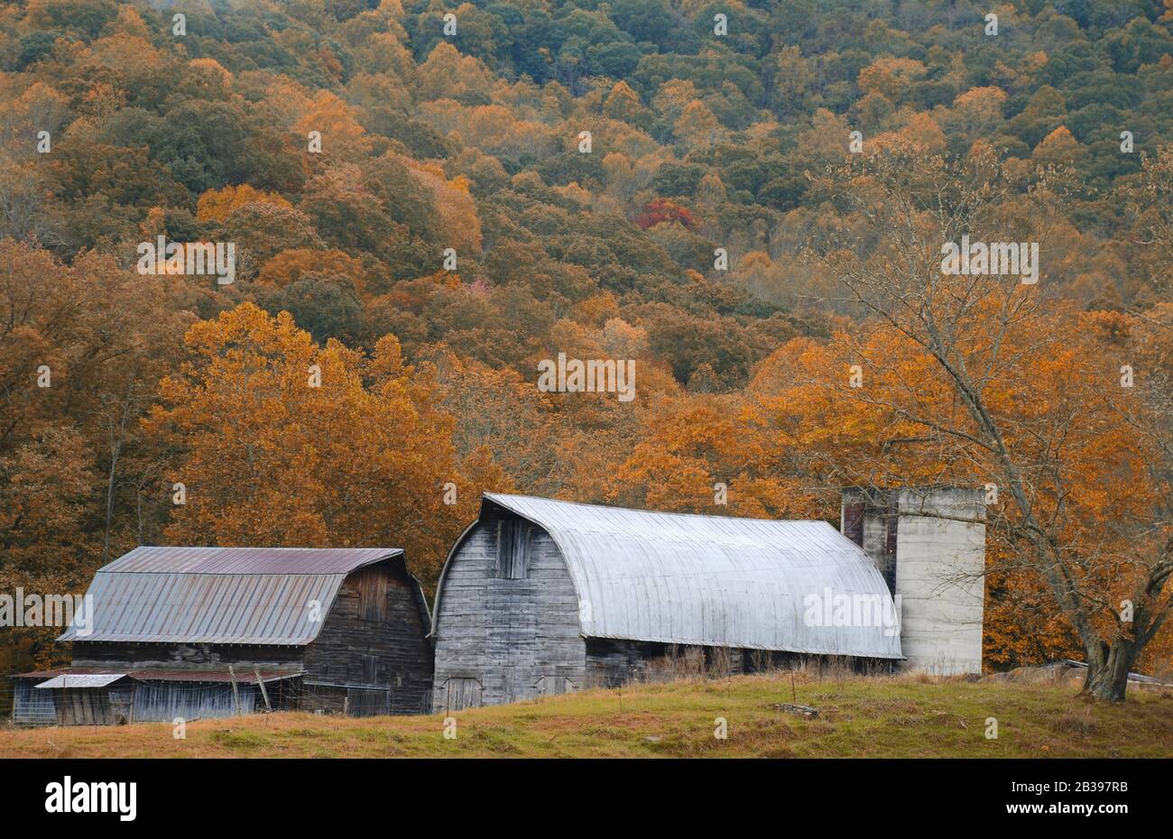 two barns against a backdrop of trees with beautiful fall colorful ...