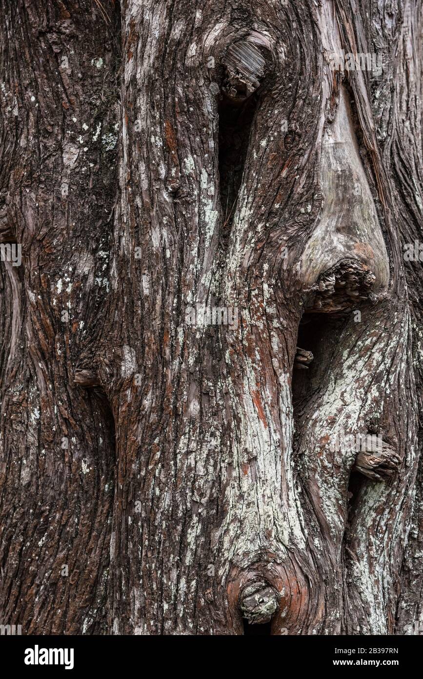 Wood cortex texture on a tree Stock Photo - Alamy