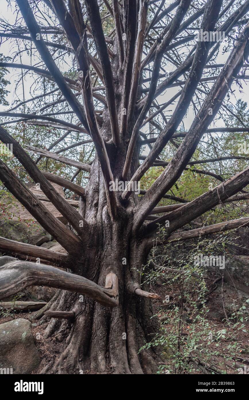 A dry tree full of branches Stock Photo - Alamy