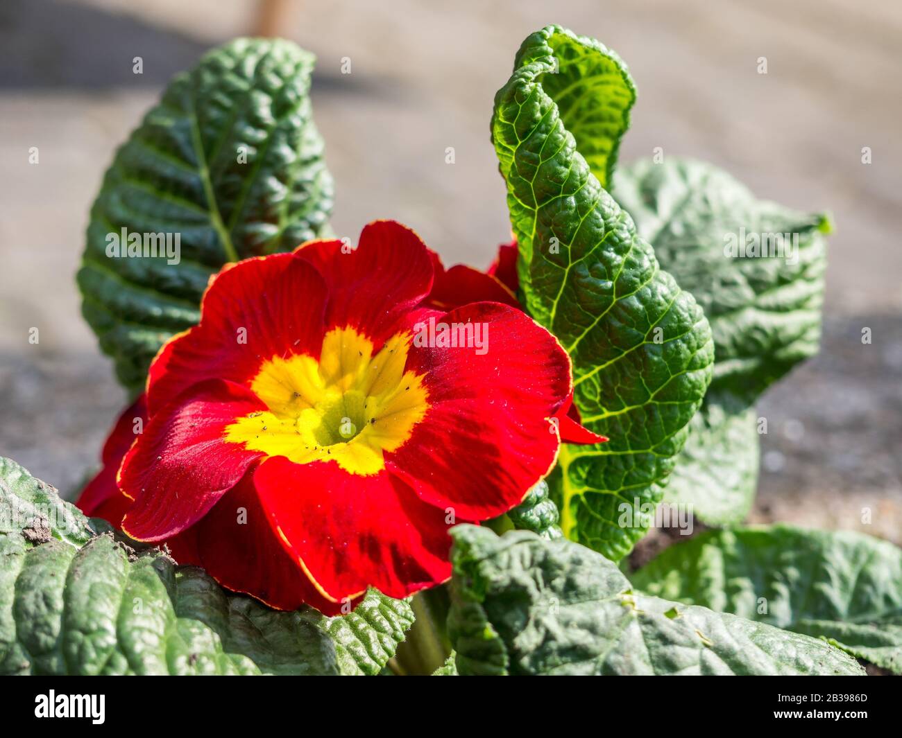 Flowering primrose hi-res stock photography and images - Alamy