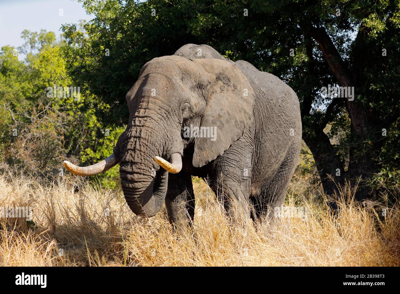 Large African bull elephant (Loxodonta africana), Kruger National Park ...