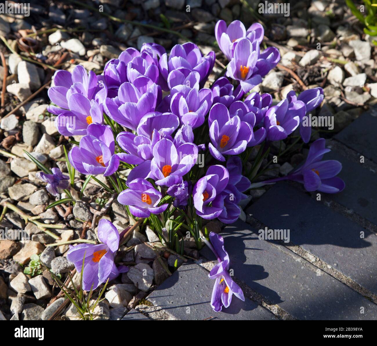 Flowering spring bulb hi-res stock photography and images - Alamy