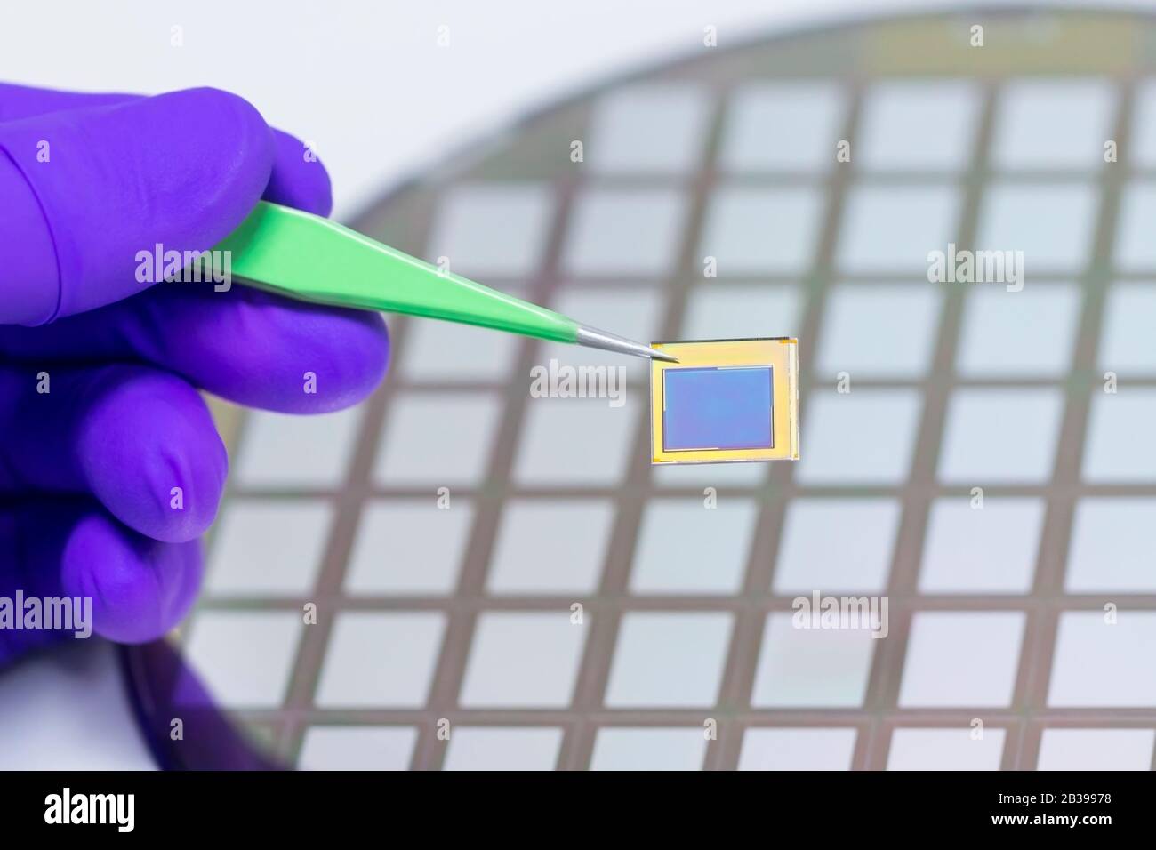 Hand in purple glove holding microchip with pair of tweezers. Matrix ...