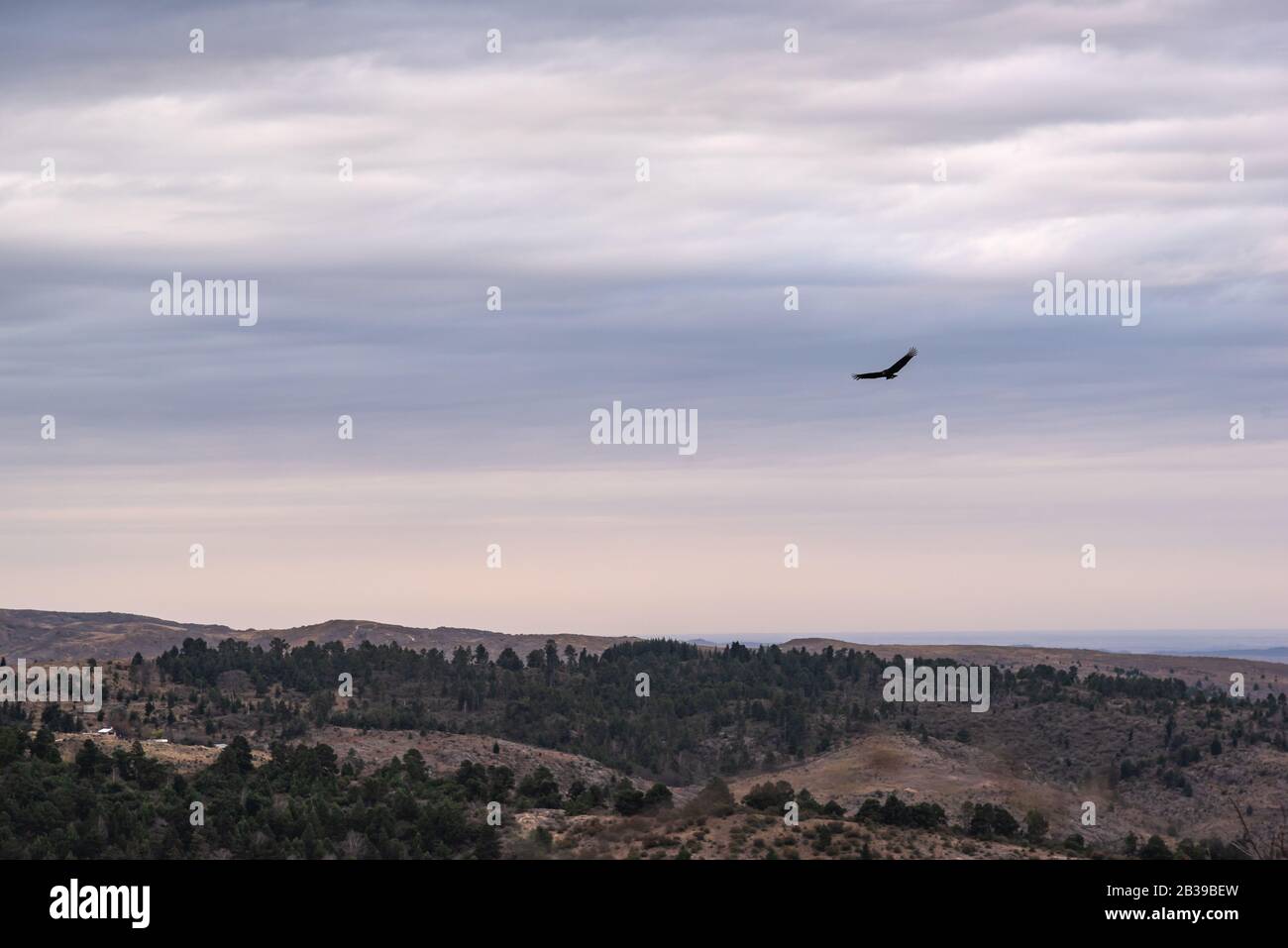 Black vulture, buzzard or black jote flying over a valley with a ...