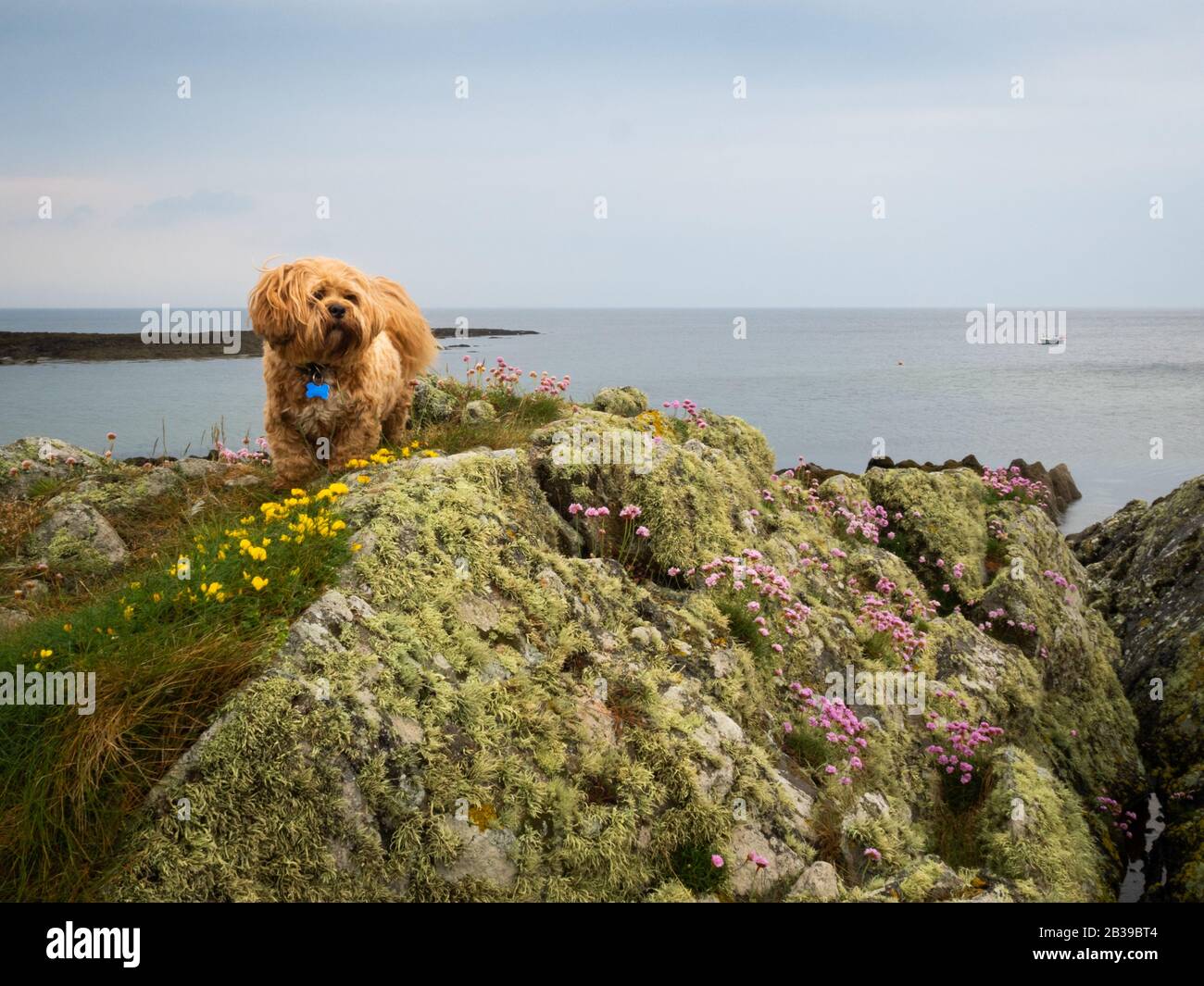 Contemplating dog hi-res stock photography and images - Alamy