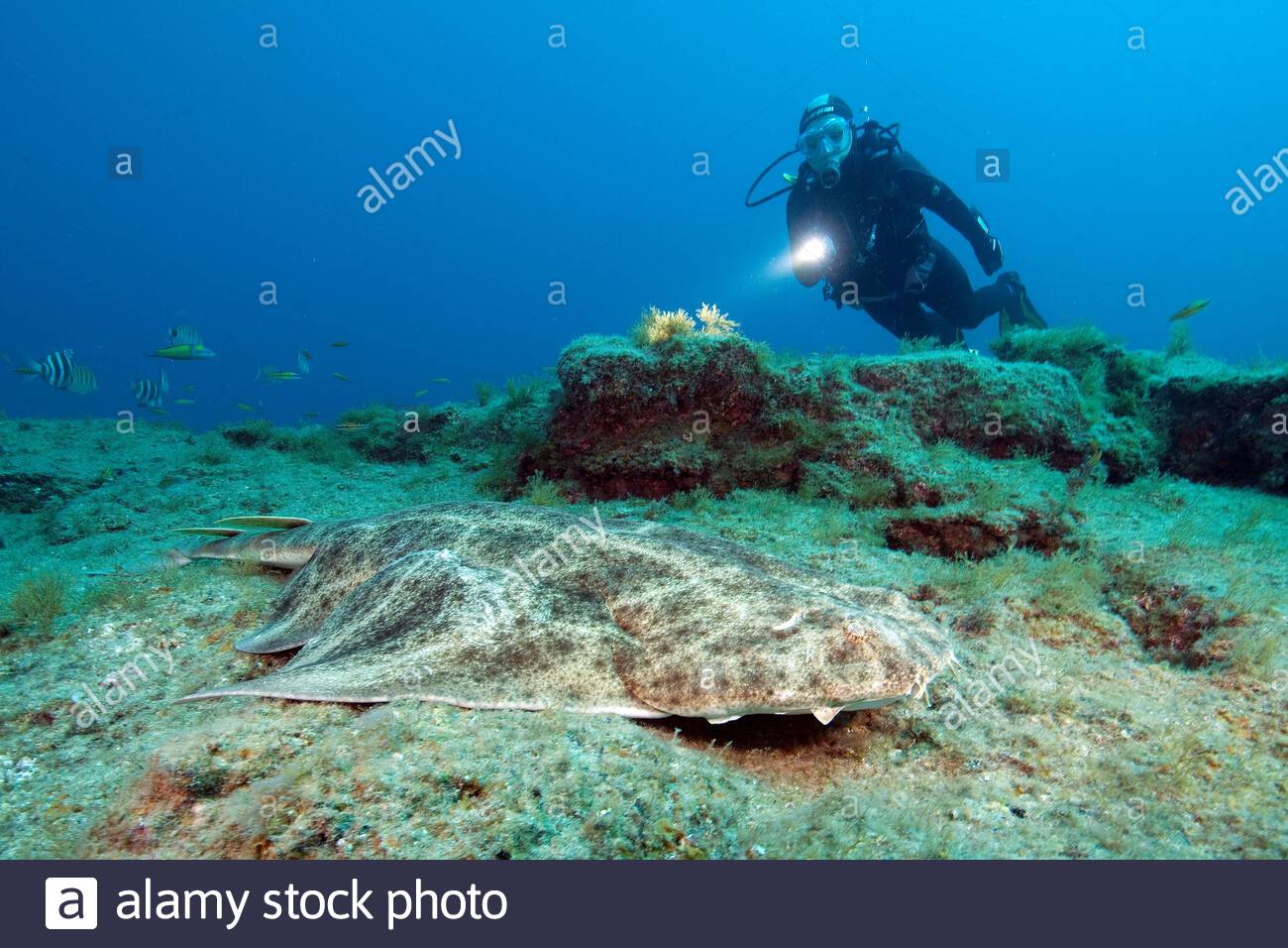 Angel Shark Squatina Squatina High Resolution Stock Photography and ...
