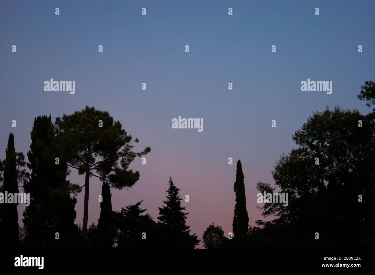 Purple sunset over black trees. Horizontal photo Stock Photo - Alamy