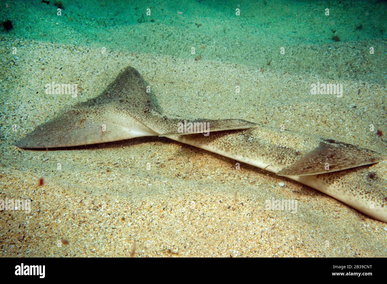 Angel Shark Teeth