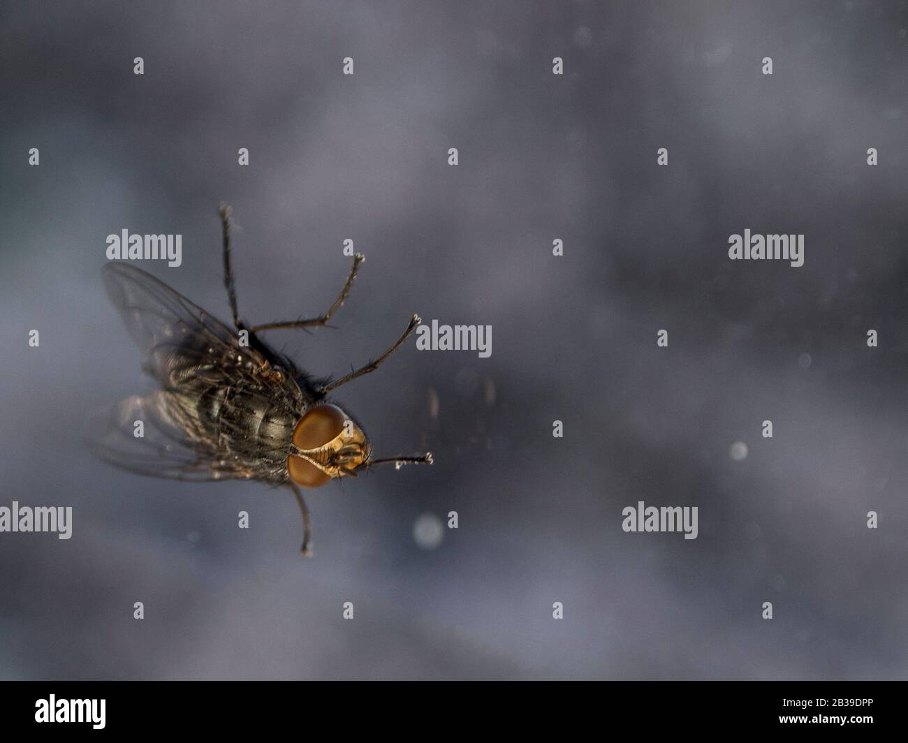 Mosca domestic hi-res stock photography and images - Alamy