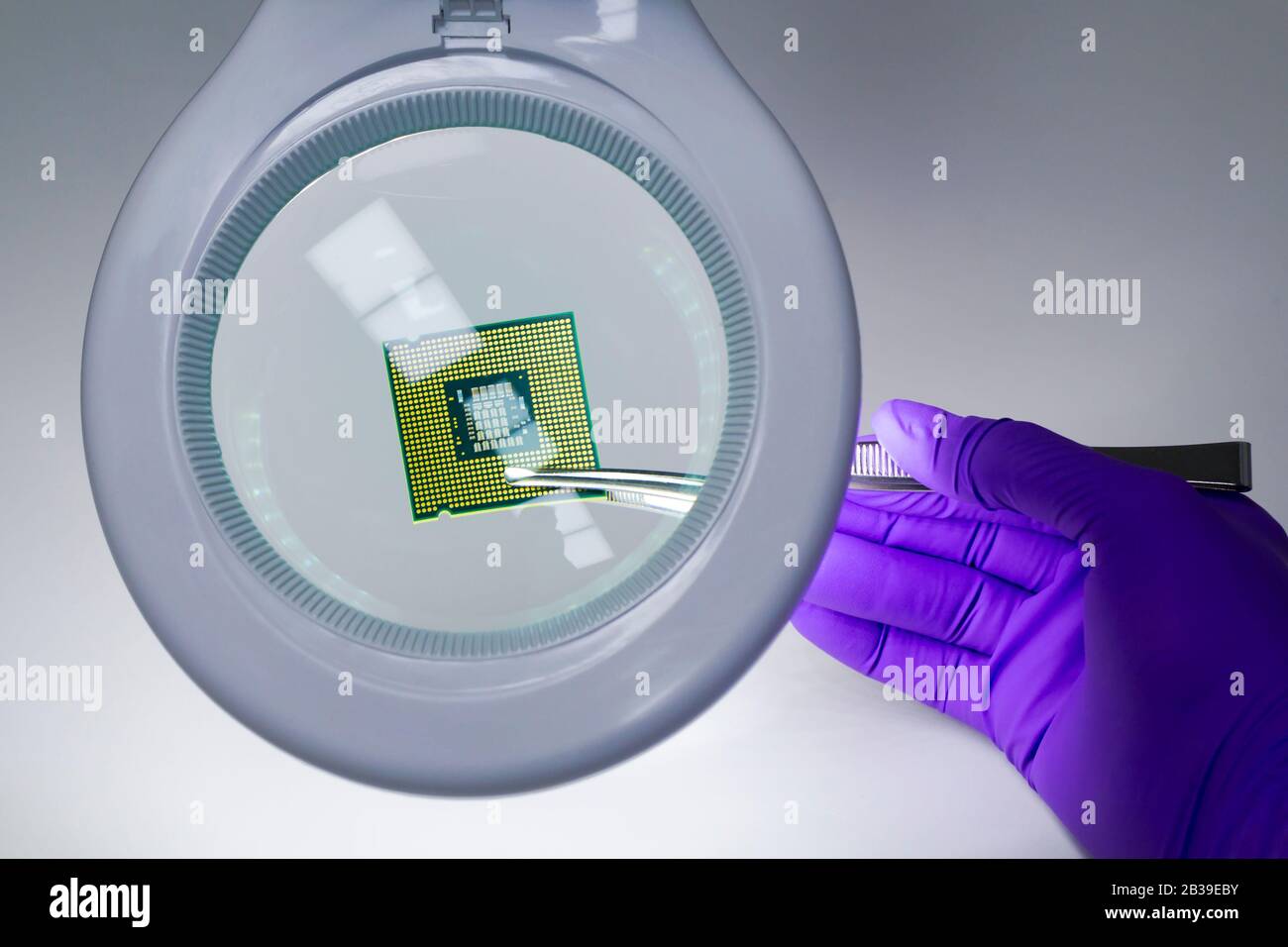 Hand in purple glove holding microchip with pair of tweezers under ...