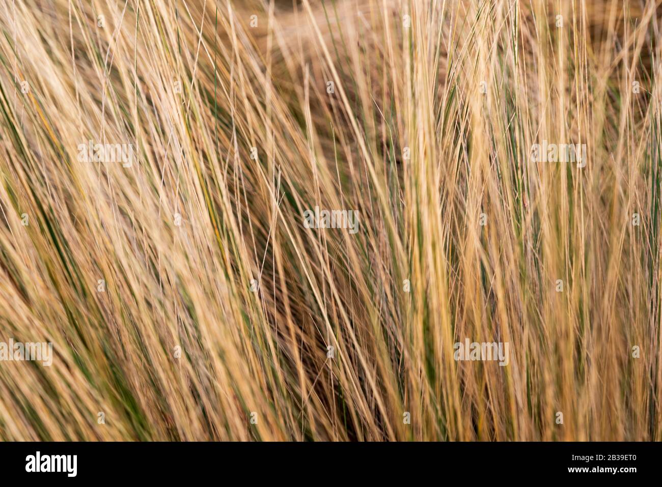 Beautiful scene waving wild hi-res stock photography and images - Alamy