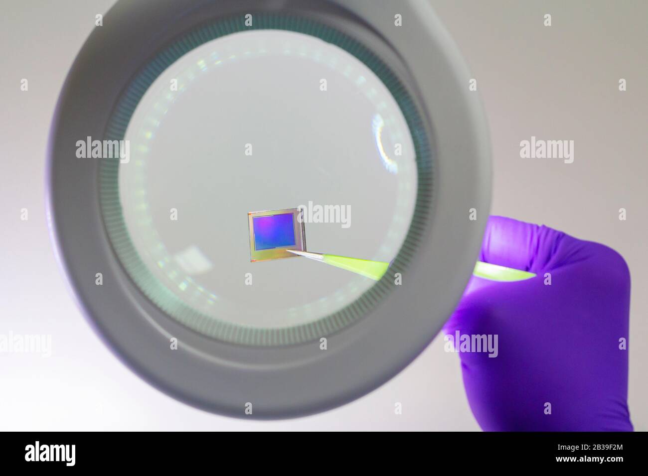 Hand in purple glove holdingsensor matrix microchip with pair of ...