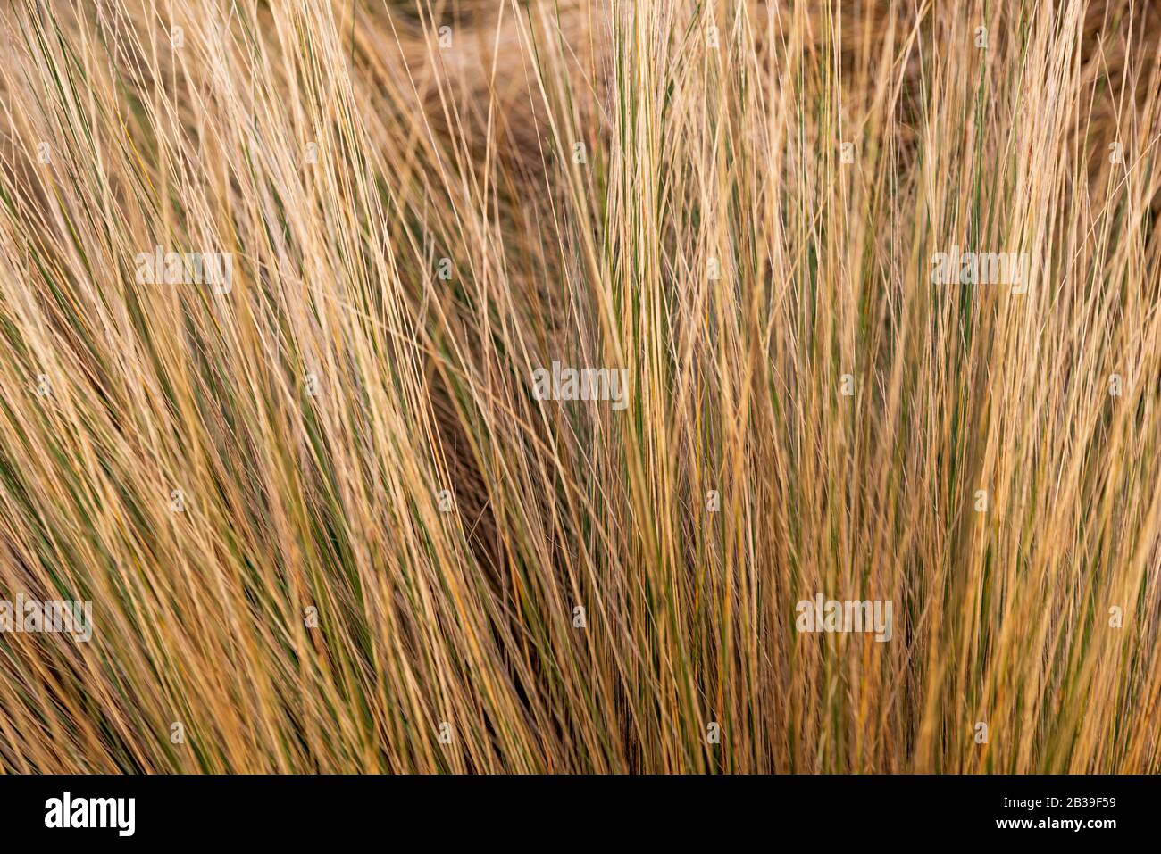 Beautiful waving golden yellow hi-res stock photography and images - Alamy