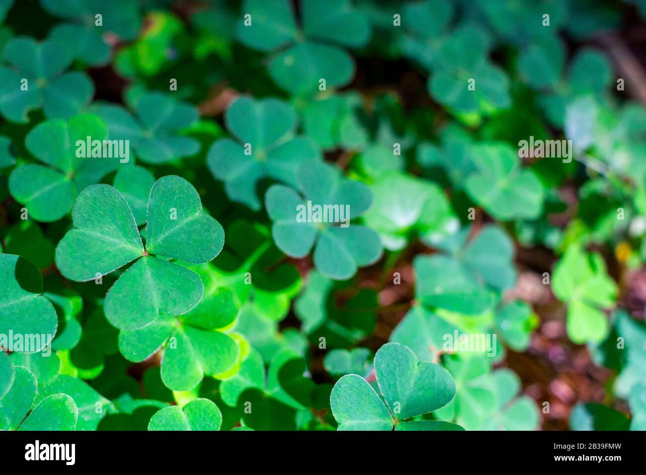 background green shamrock nature background, fresh green juicy color ...