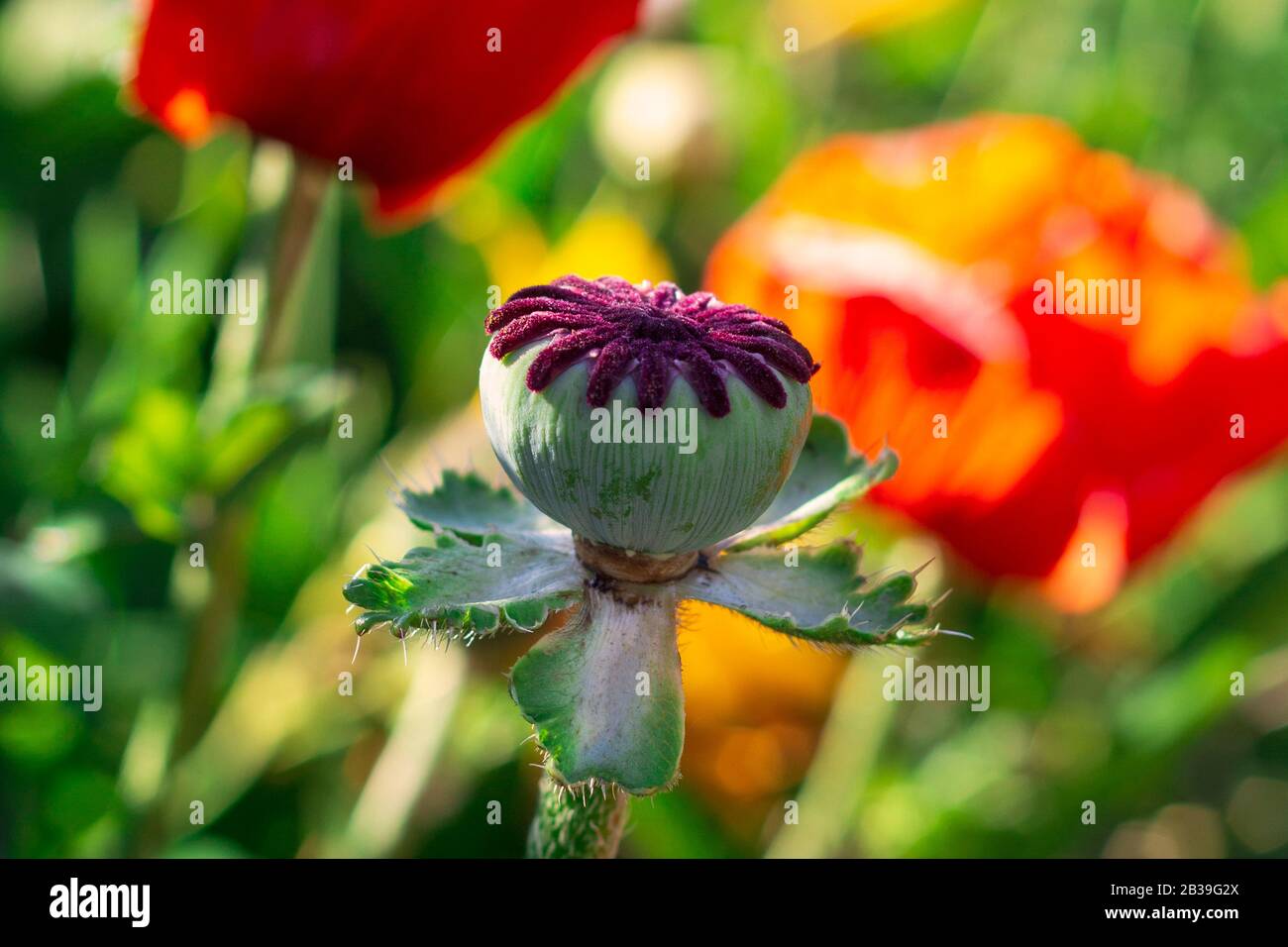 Heads poppy with closed poppy heads. Selective focus Stock Photo - Alamy
