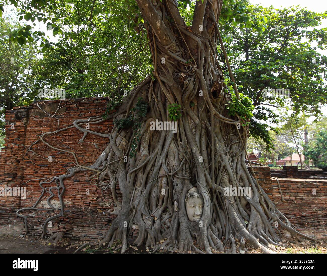 Buddha head in tree roots-wat mahathat Ayutthaya Stock Photo - Alamy