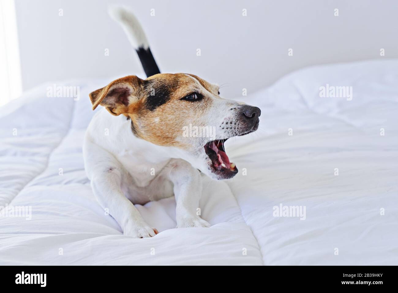 Cute Puppy Waking Up