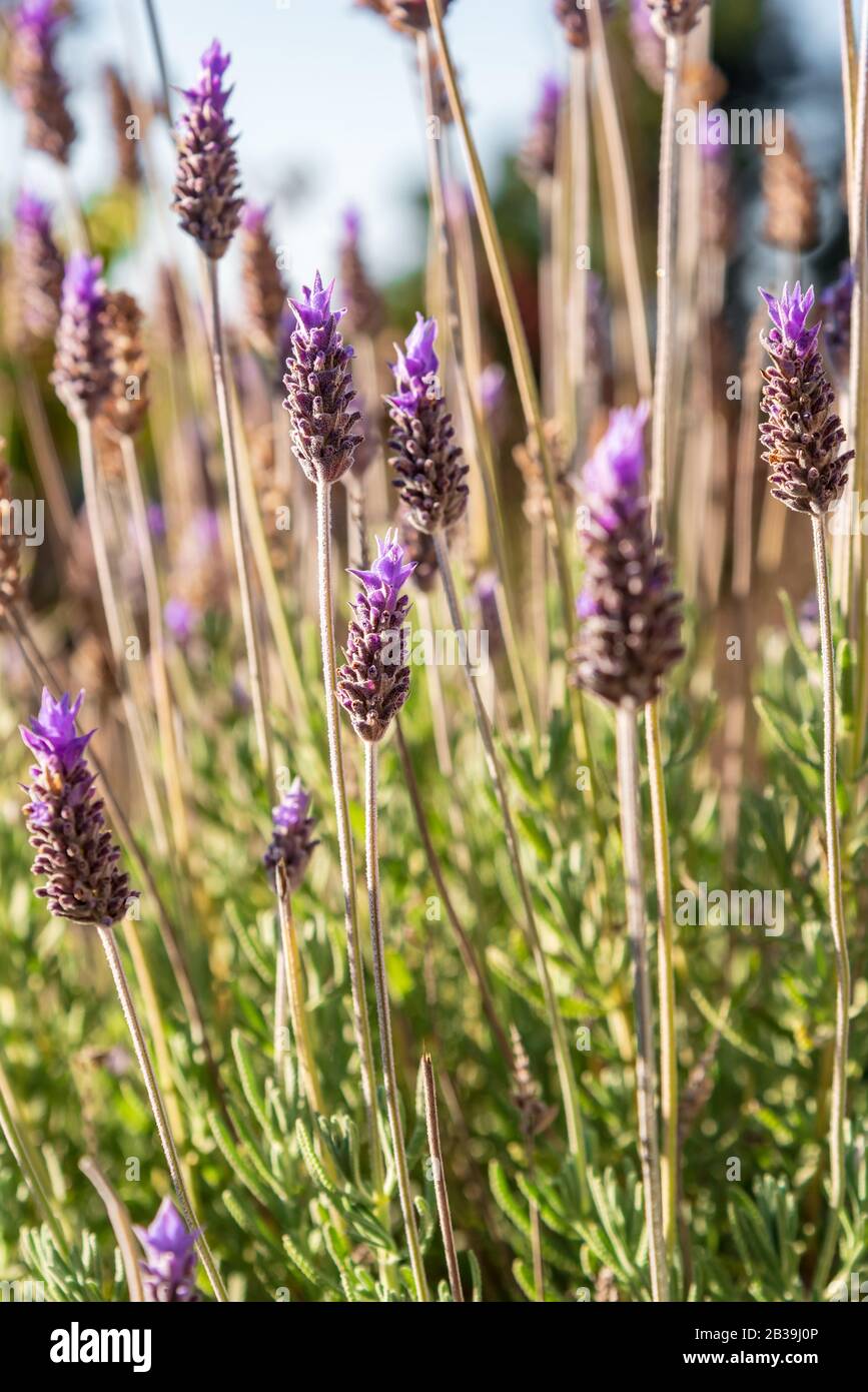 Close up of lavender flowers waving with the wind Stock Photo - Alamy