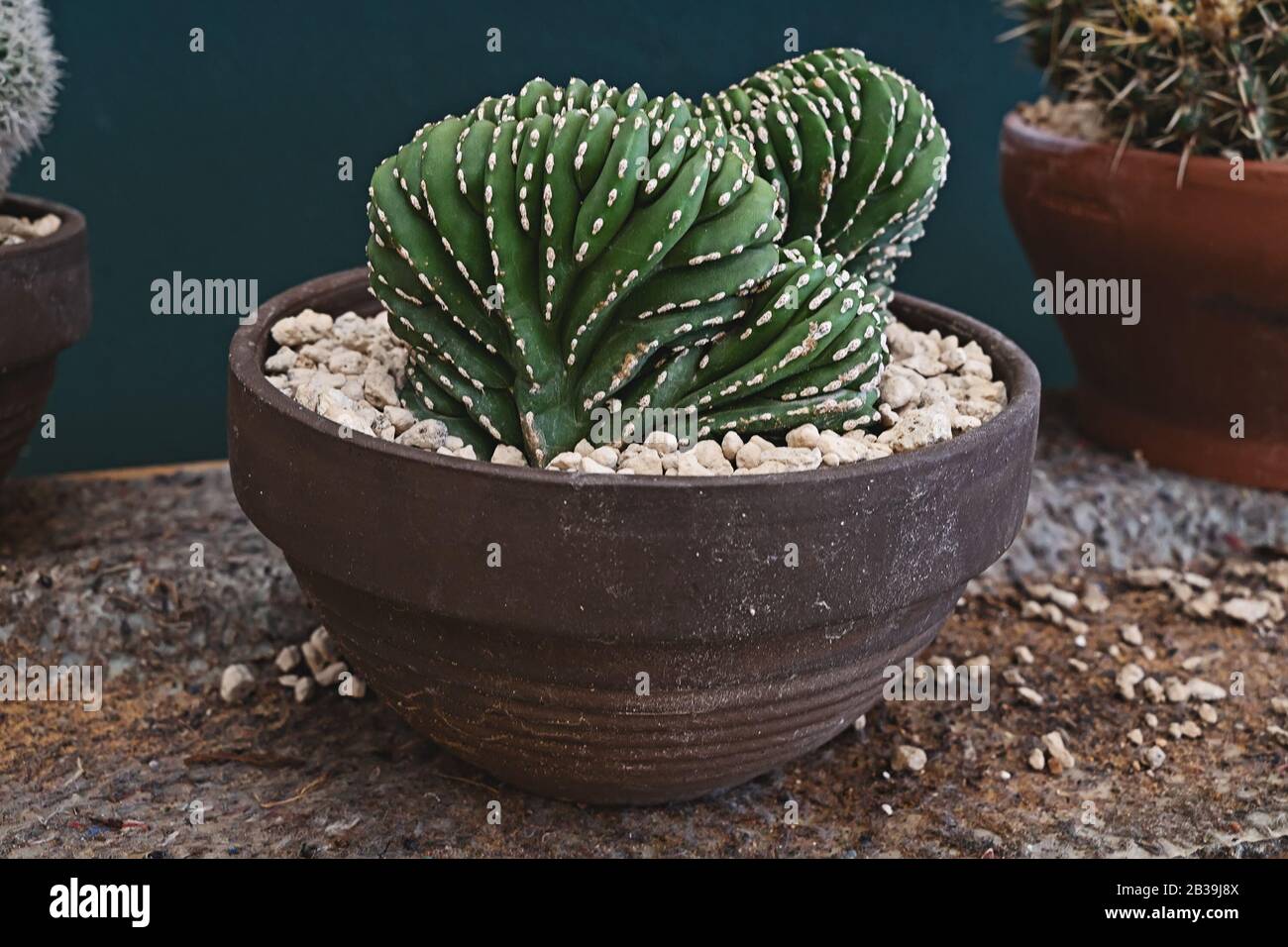 Potted Blue Crest Cactus, Myrtillocactus geometrizans cristata. Closeup ...