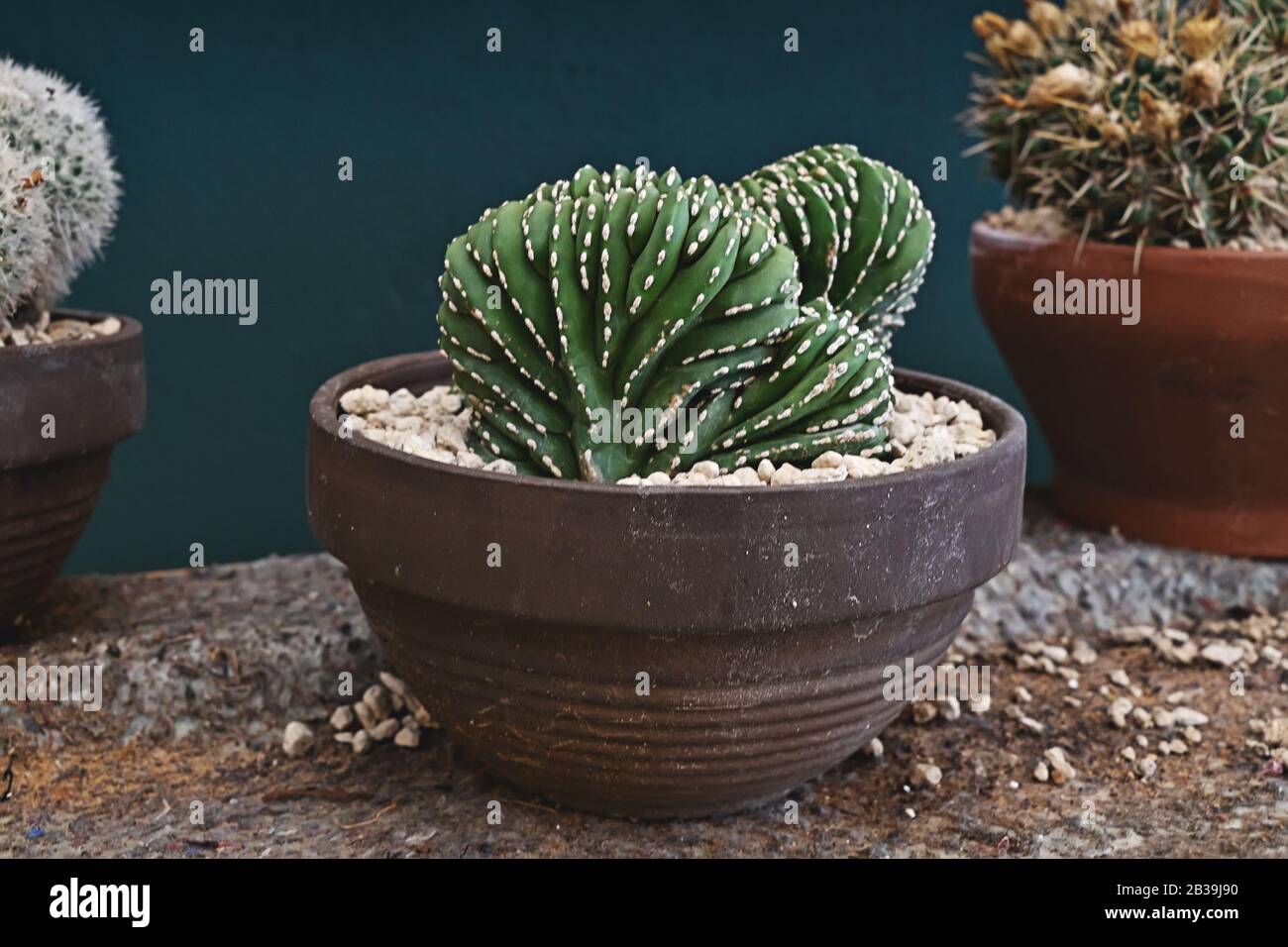 Blue crest cactus hi-res stock photography and images - Alamy