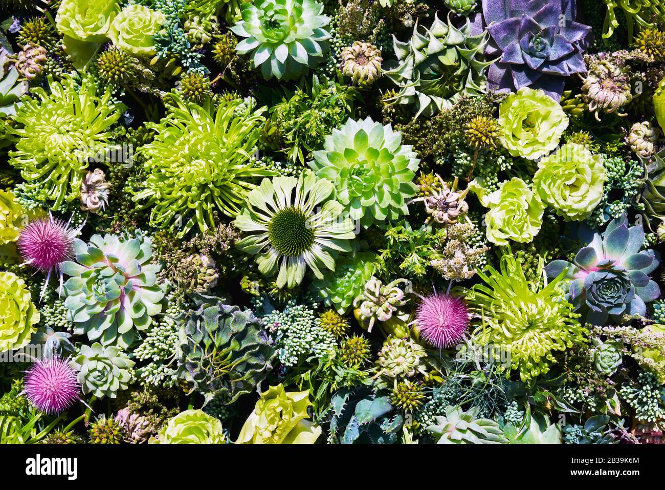 Beautiful green flowers background with succulent. Top view Stock Photo ...