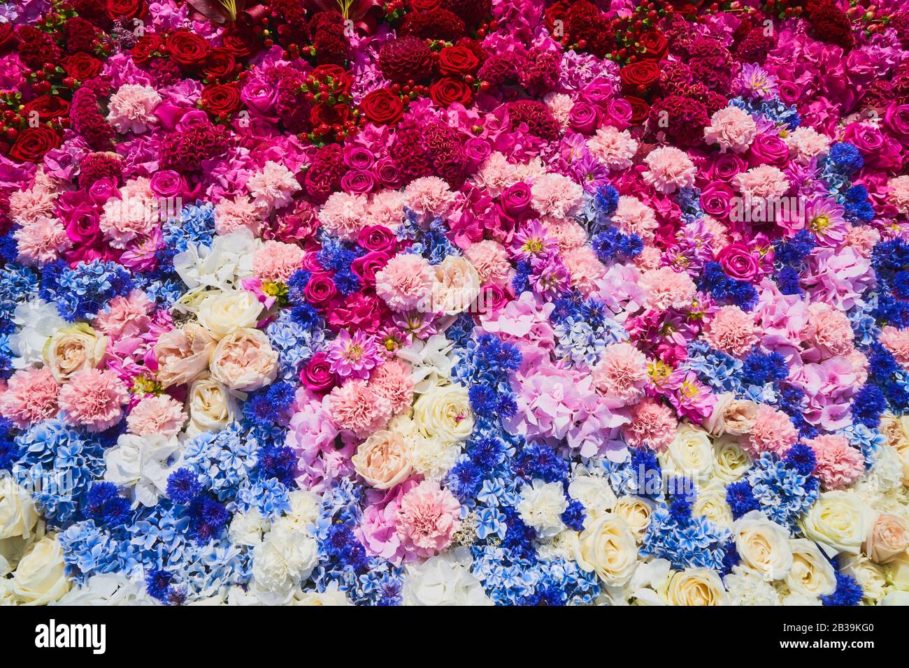 Real Pretty Colorful Flowers