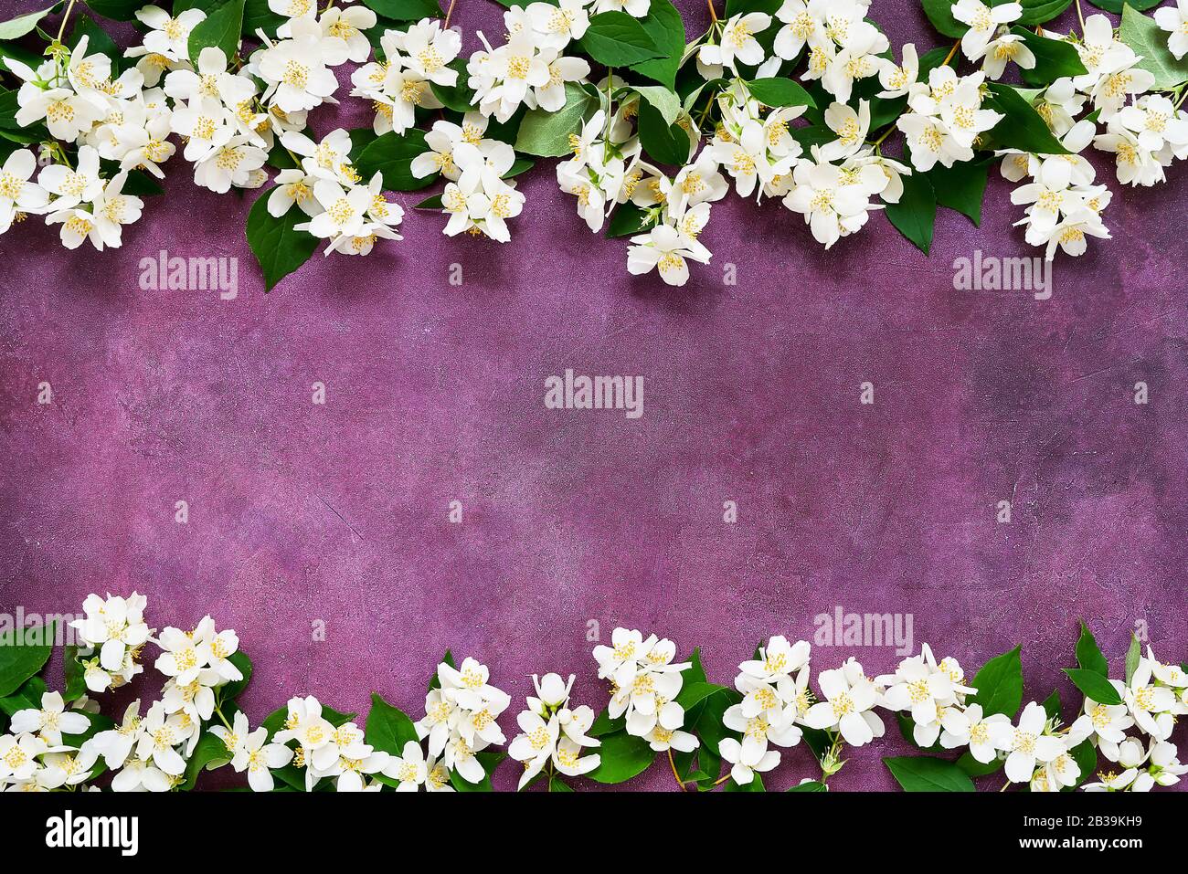 Jasmine flowers border hi-res stock photography and images - Alamy