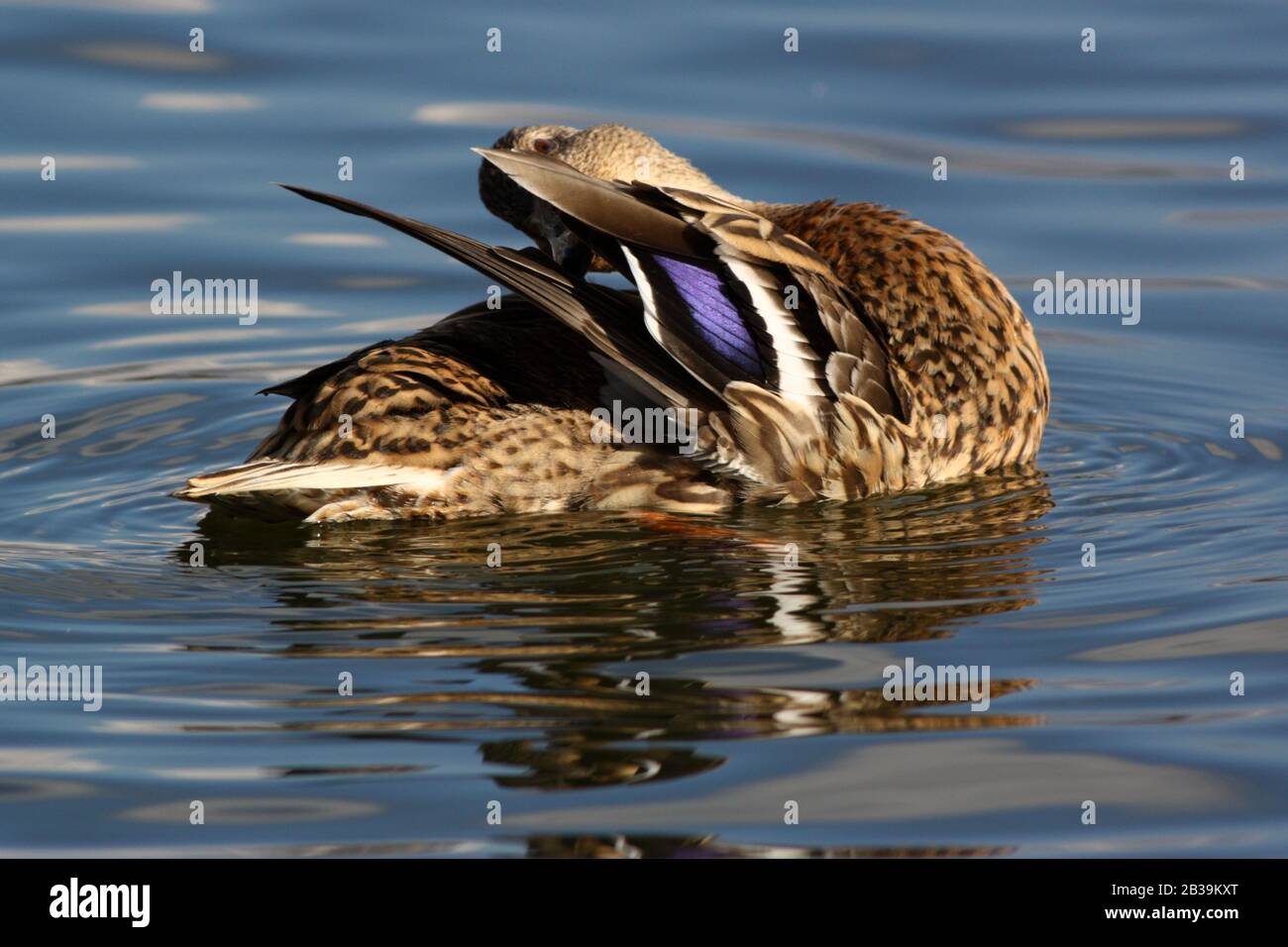 Preening Female Mallard Duck Stock Photo - Alamy