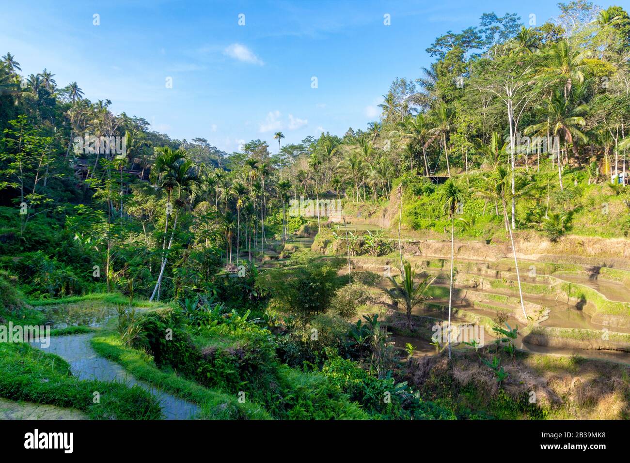 Rice Terraces, Bali. Indonesia. Green cascade rice field plantation ...