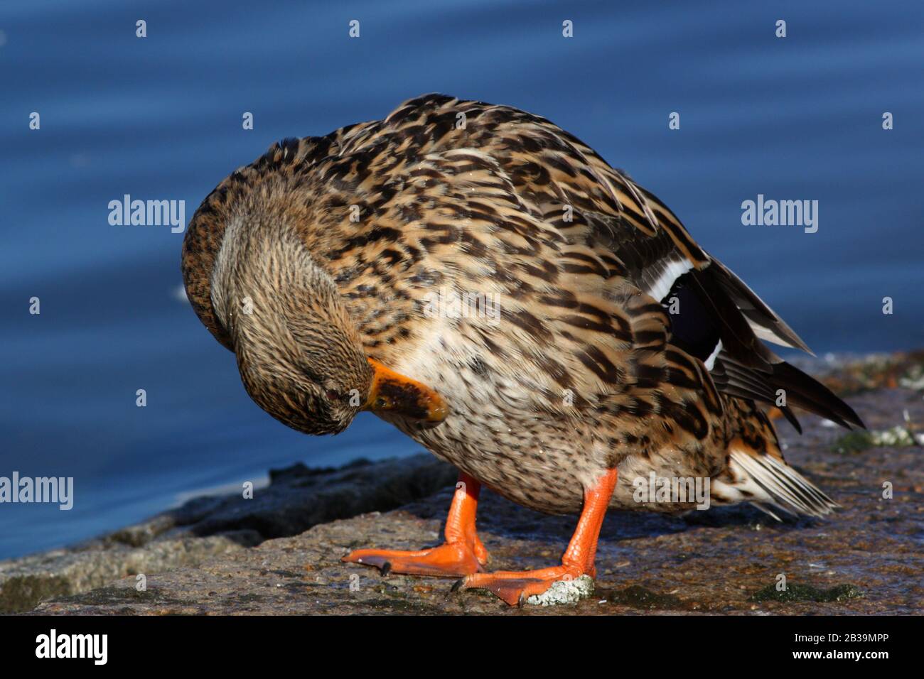 Preening Female Mallard Duck Stock Photo - Alamy