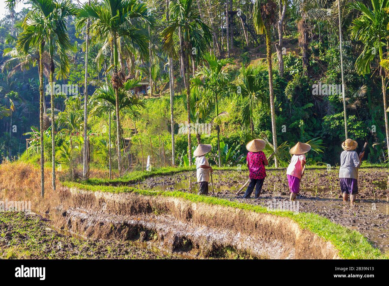 Rice fields china workers hi-res stock photography and images - Alamy