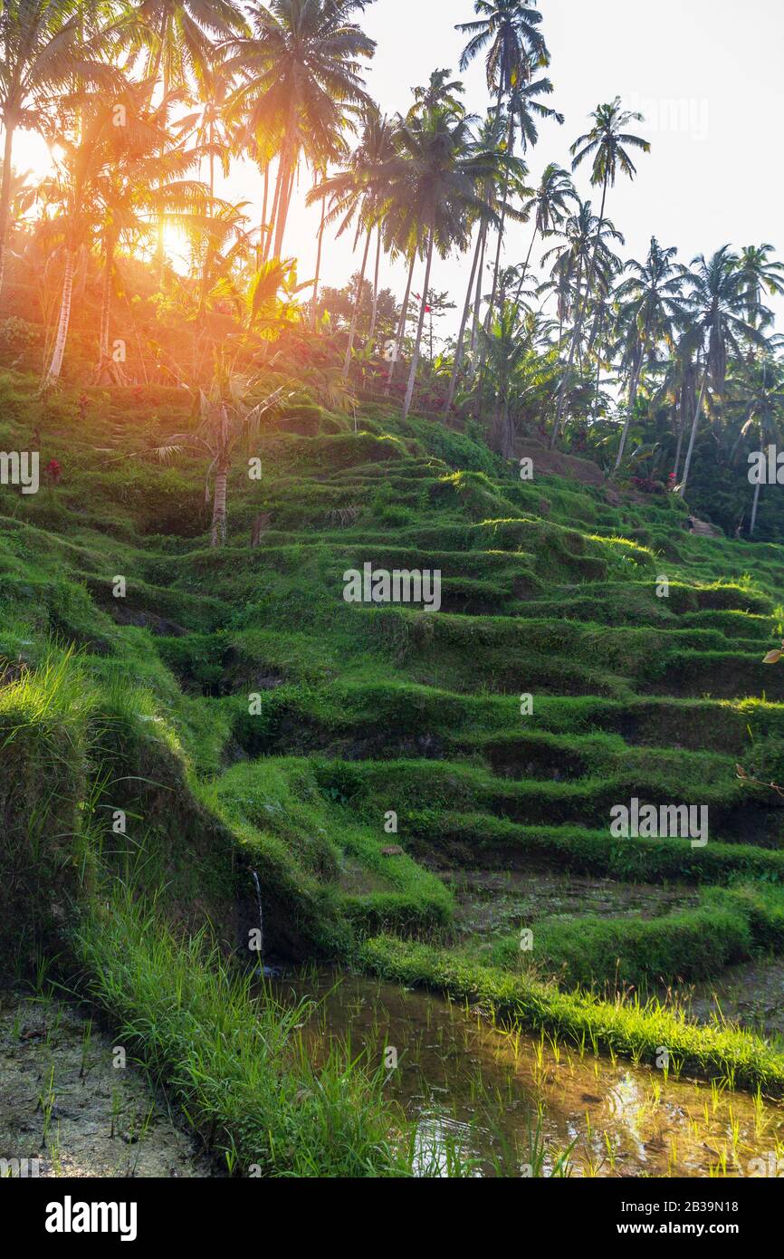 Rice Terraces, Bali. Indonesia. Green cascade rice field plantation ...