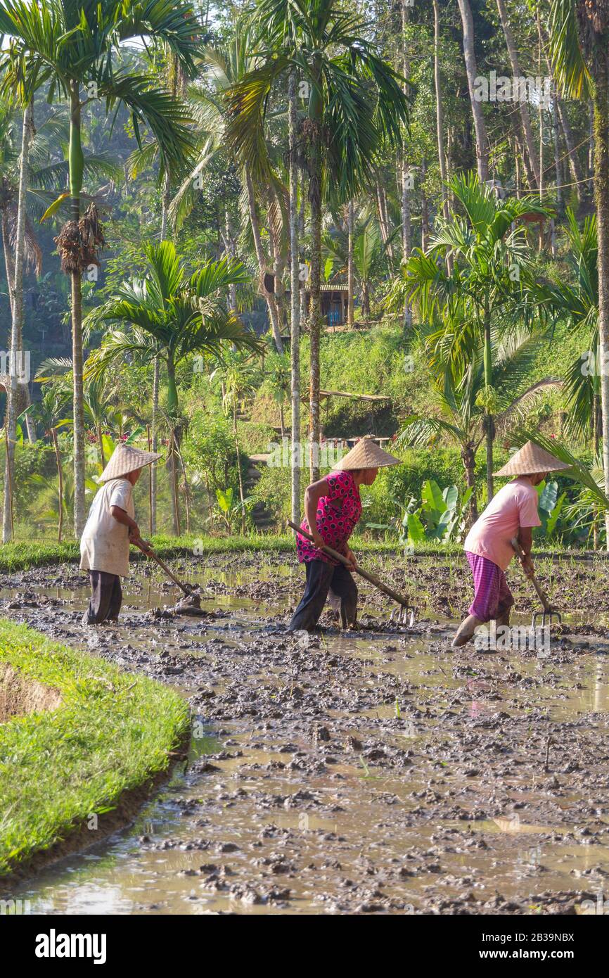 Rice field workers.Farmers are planting rice in the fields on rice ...
