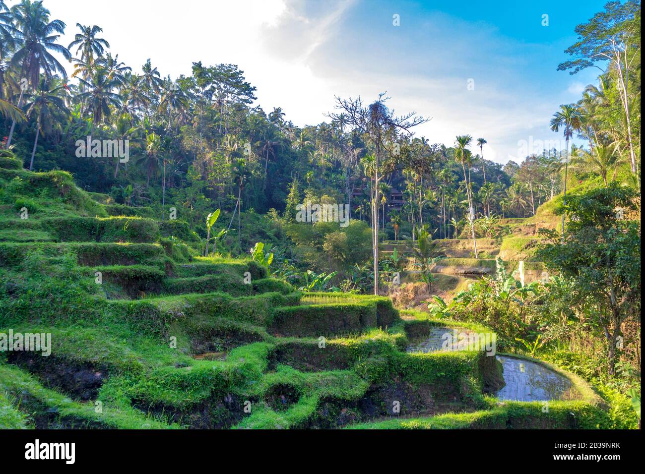 Rice Terraces, Bali. Indonesia. Green cascade rice field plantation ...