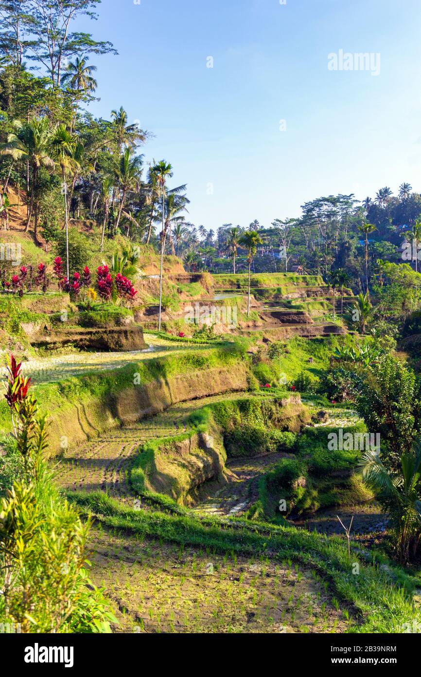 Rice Terraces, Bali. Indonesia. Green cascade rice field plantation ...