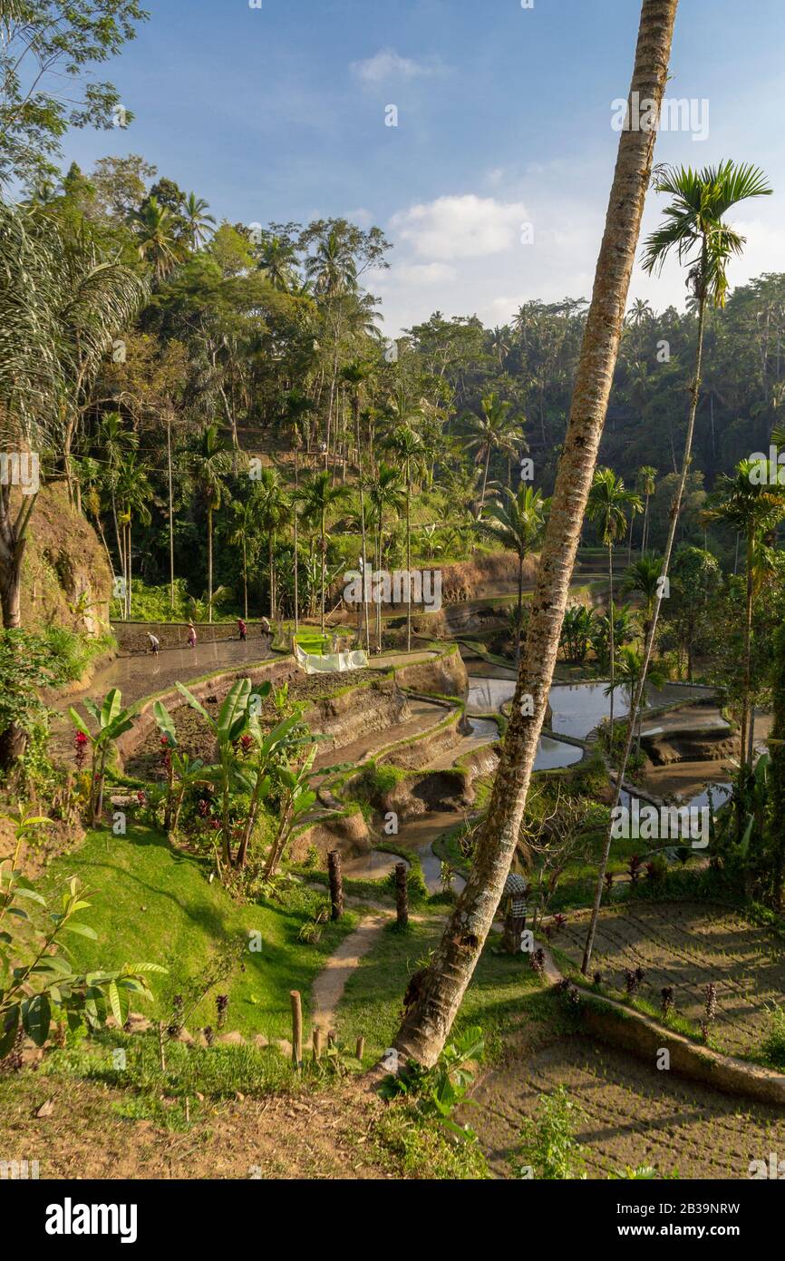 Rice Terraces, Bali. Indonesia. Green cascade rice field plantation ...