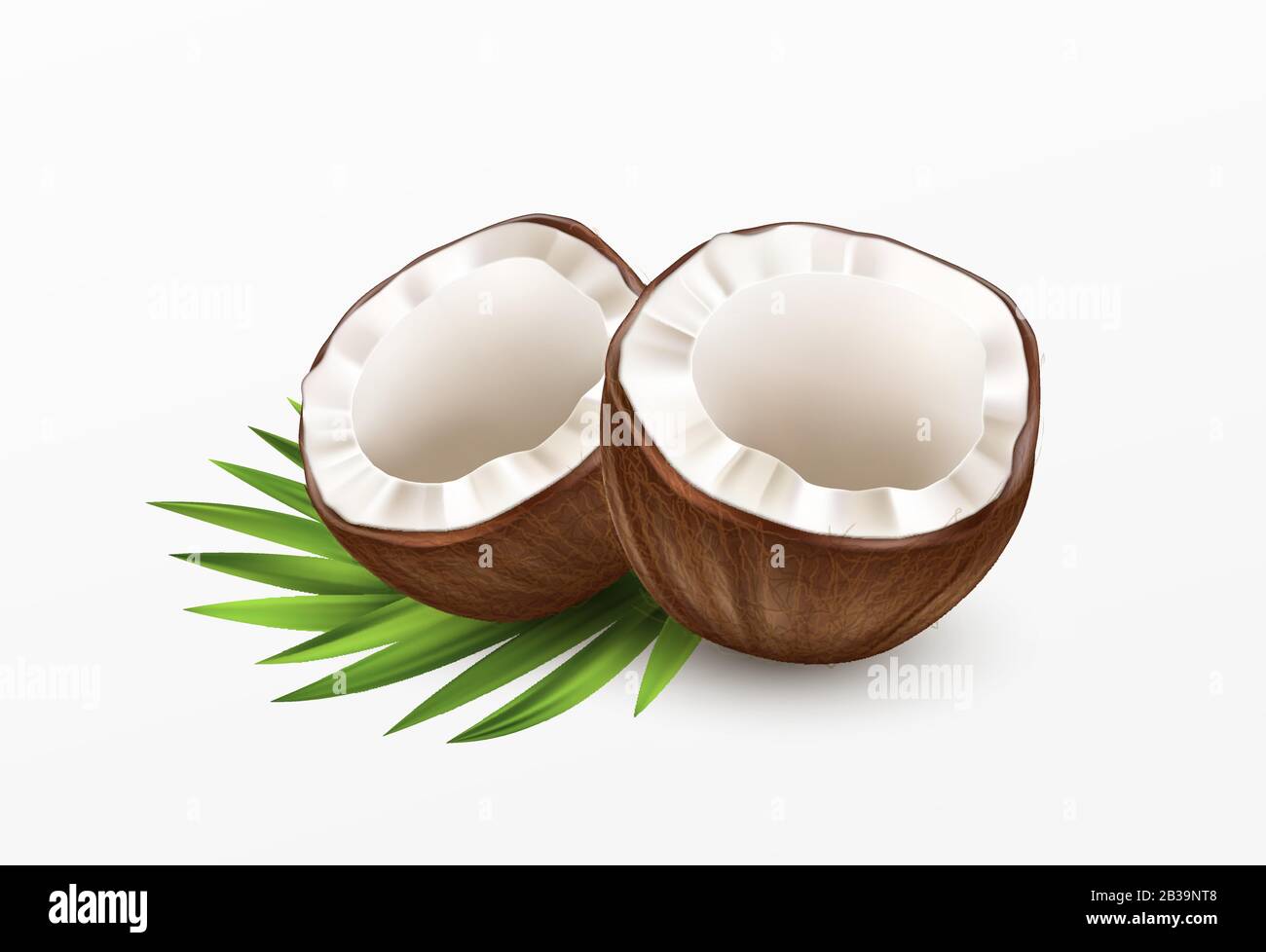 Sliced Coconut Isolated on White Background. Realistic vector ...