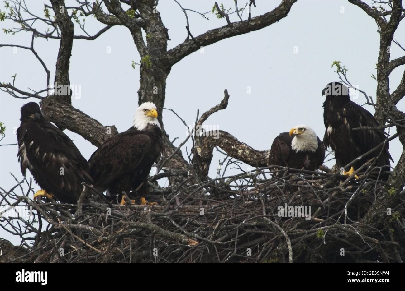American bald eagle emblem hi-res stock photography and images - Alamy