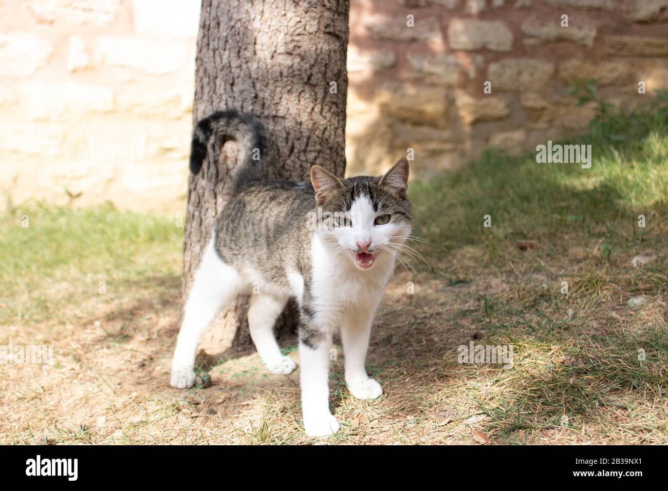 Photos of gray white cat looking angry. He is meowing with his mouth ...