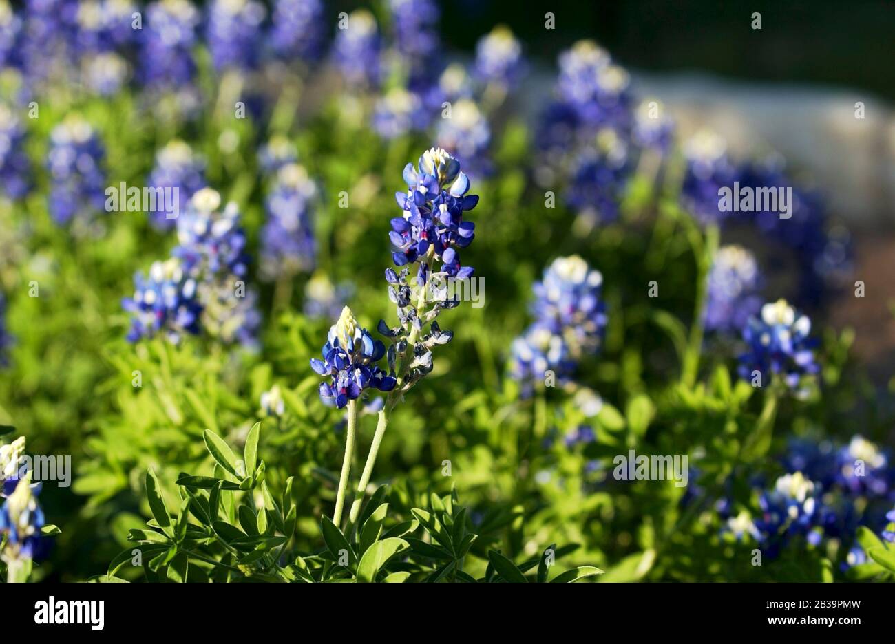 Native plants on display hi-res stock photography and images - Alamy